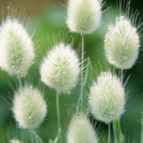 LAGURUS OVATUS SEEDS - BUNNY TAILS / RABBITS TAIL ORNAMENTAL GRASS ...