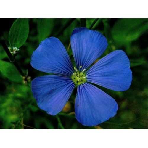 LINUM PERENNE - BLUE FLAX PERENNIAL SEEDS - 100 SEEDS