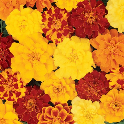 MARIGOLD TAGETES PATULA FRENCH DOUBLE BROCADE MIX SEEDS - 100 SEEDS